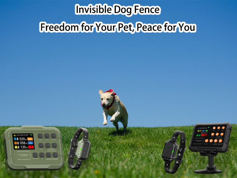 Invisible Dog Fence – Freedom for Your Pet, Peace for You – PetHey
