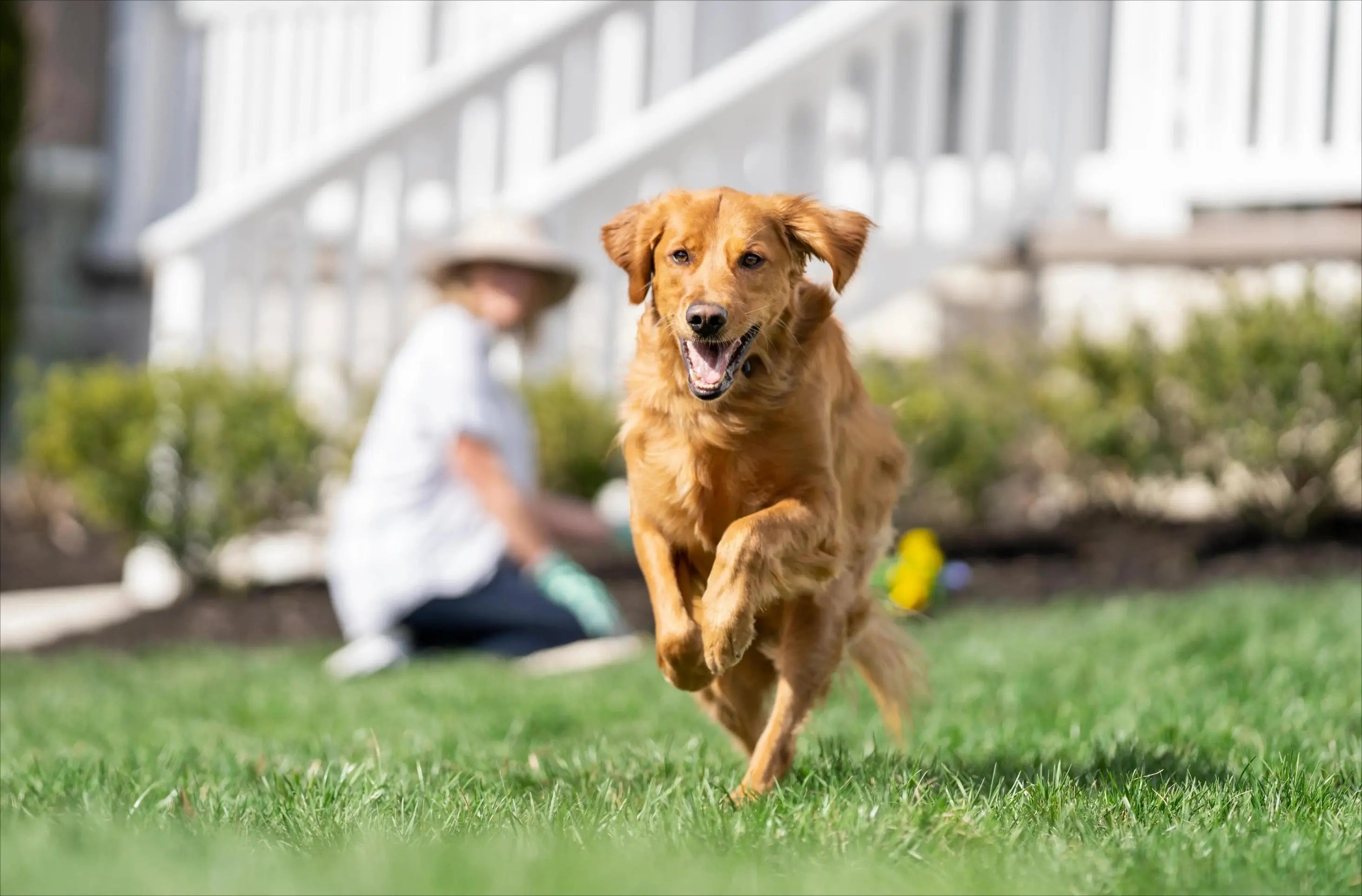 6 Tips for Keeping Dogs Cool in Summer – PetHey